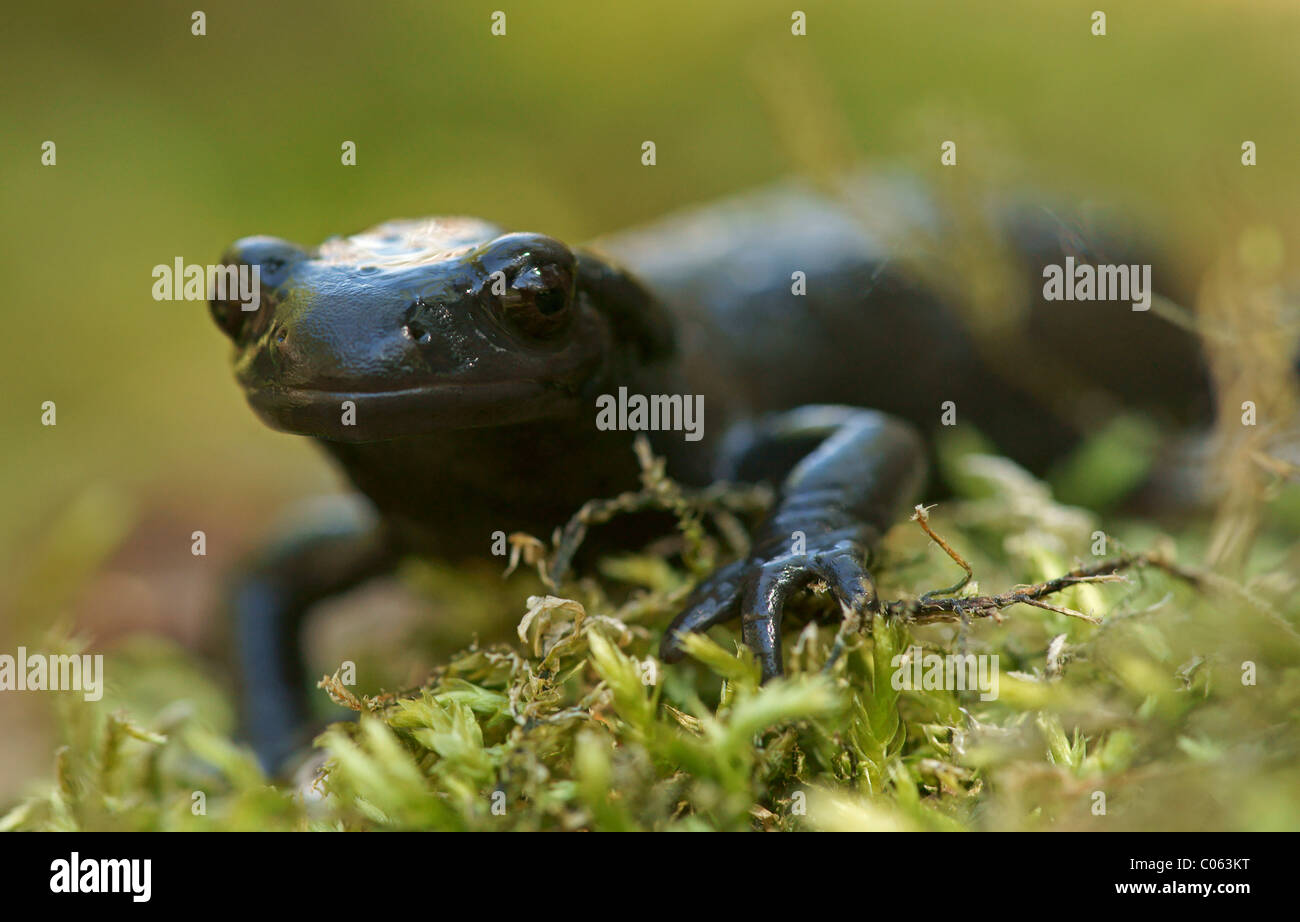 Alpine salamanders hi-res stock photography and images - Alamy