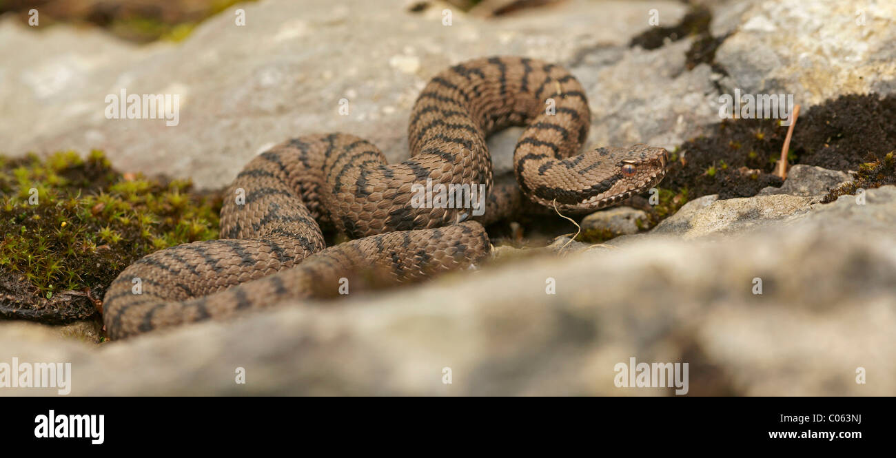 Vipera aspis snake reptiles vertebrates hi-res stock photography and ...