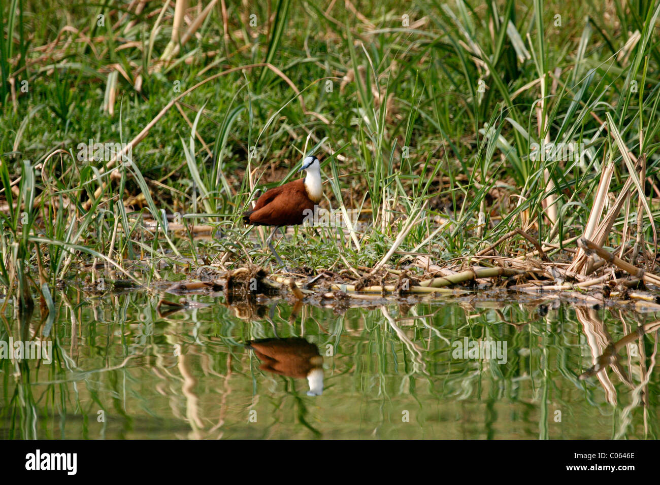 Female African Jacana (Actophilornis africanus), Uganda Stock Photo - Alamy