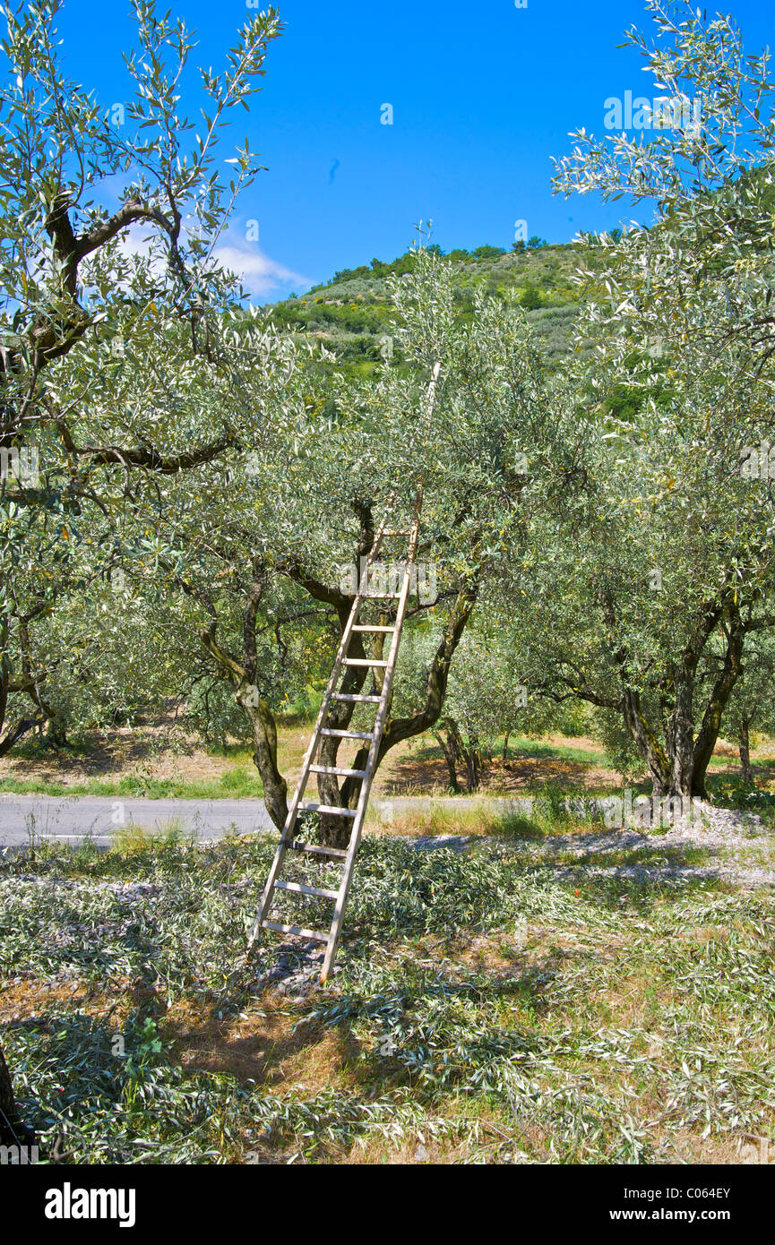 Ladder leaning against olive tree, olive grove, Provence, southern ...