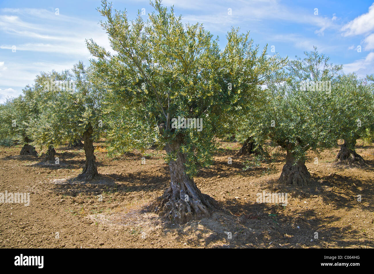 Olive plantation with very old precious trees, Provence, southern ...