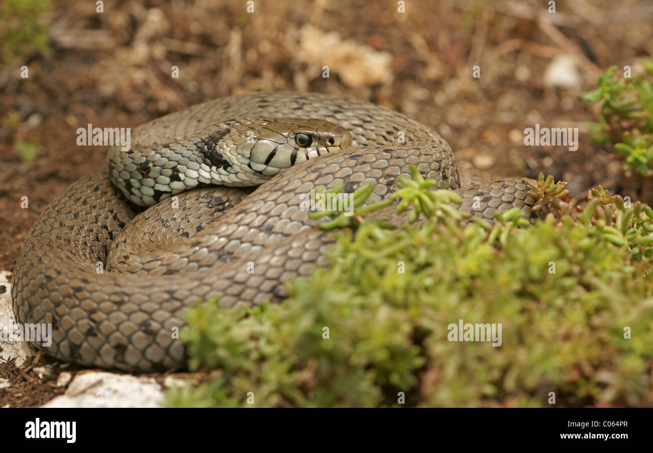 Grass Snake (Natrix natrix Stock Photo - Alamy