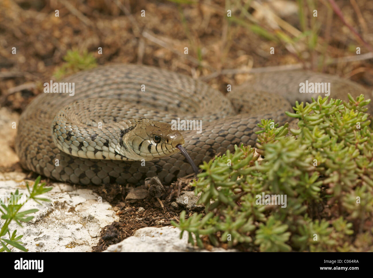 Grass Snake (Natrix natrix Stock Photo - Alamy