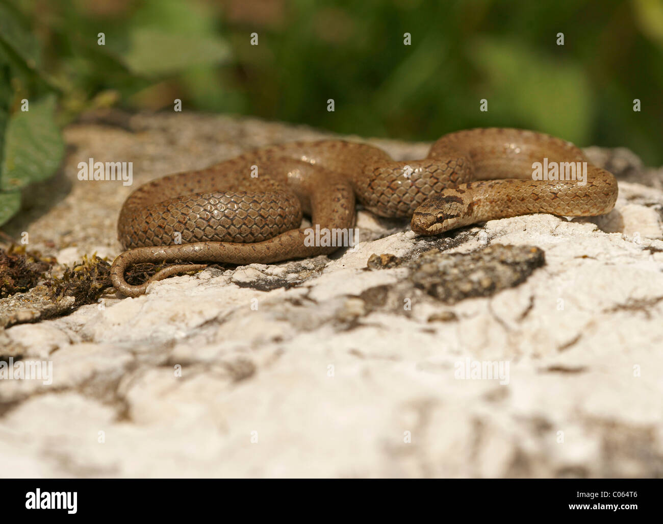 Smooth snake snake hi-res stock photography and images - Alamy