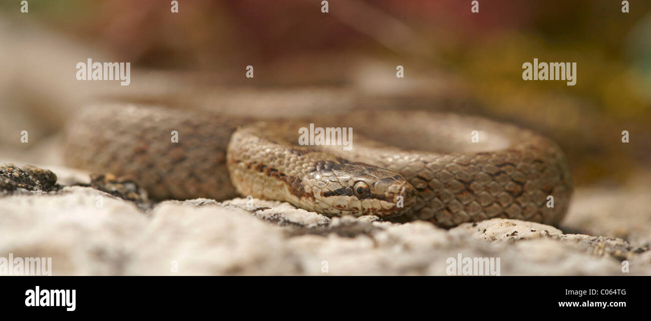 Smooth Snake (Coronella austriaca Stock Photo - Alamy