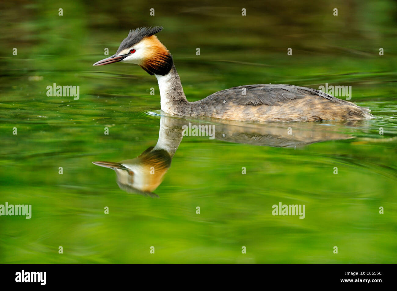 Great Crested Grebe (Podiceps cristatus) with its reflection Stock ...