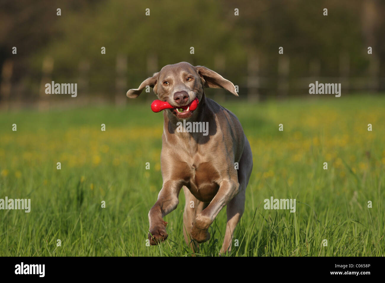 Running outdoors and bones hi-res stock photography and images - Alamy