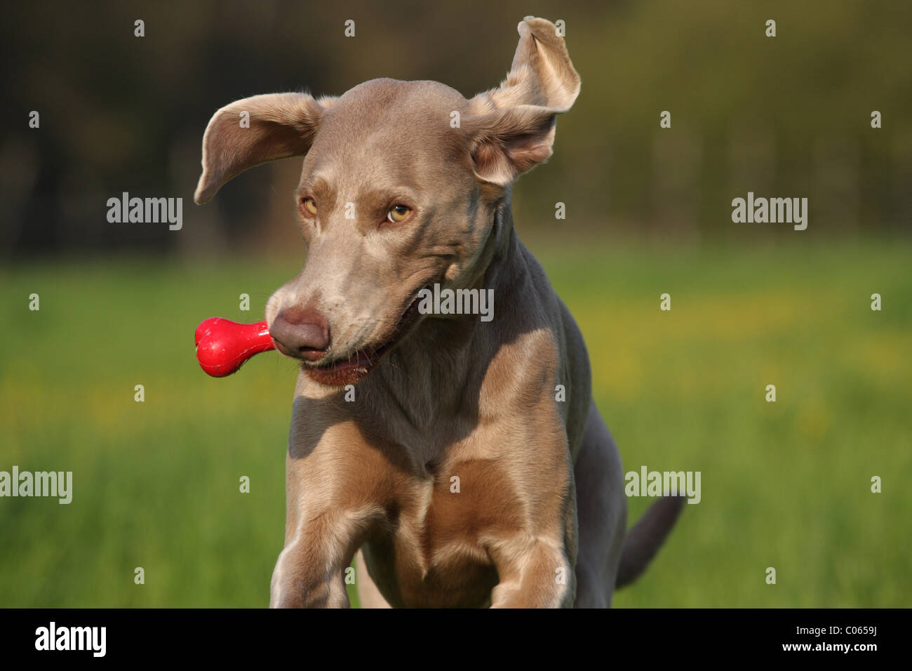Running outdoors and bones hi-res stock photography and images - Alamy