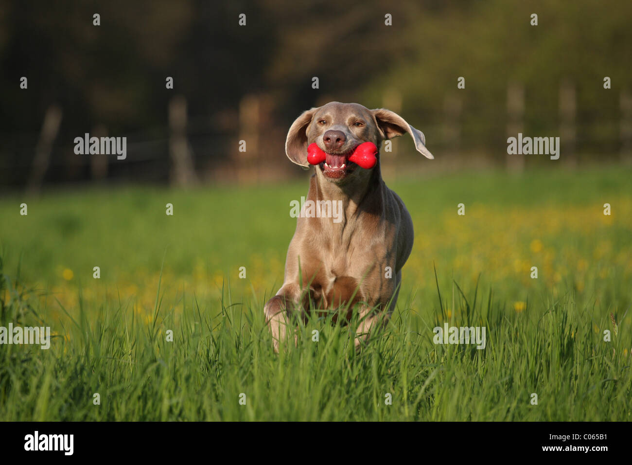 Running outdoors and bones hi-res stock photography and images - Alamy