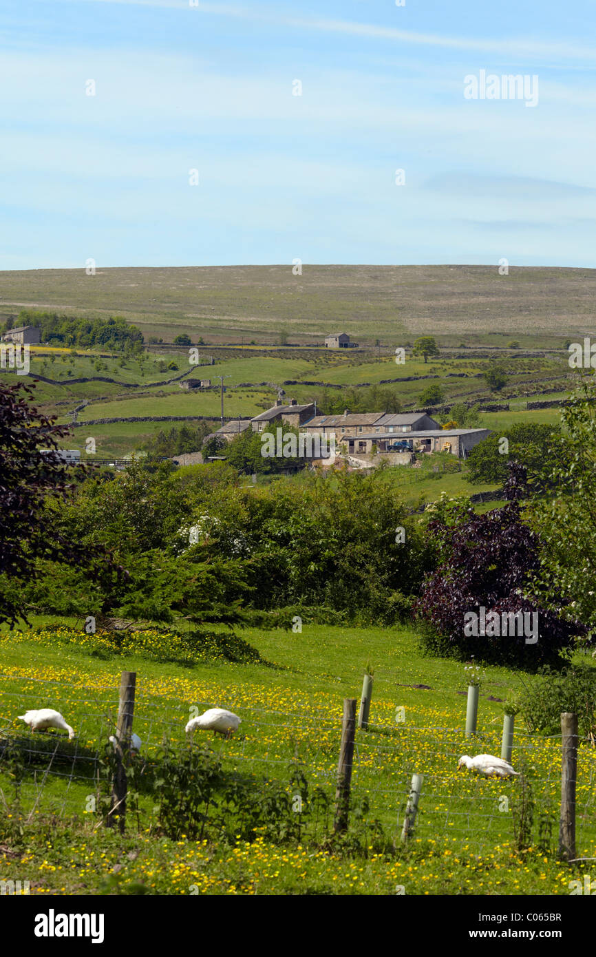 Yorkshire Dales Farm Stock Photos & Yorkshire Dales Farm Stock Images ...