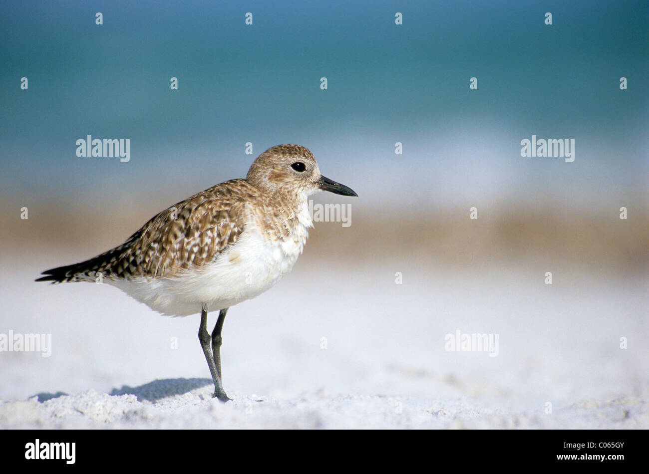 The grey plover hi-res stock photography and images - Alamy