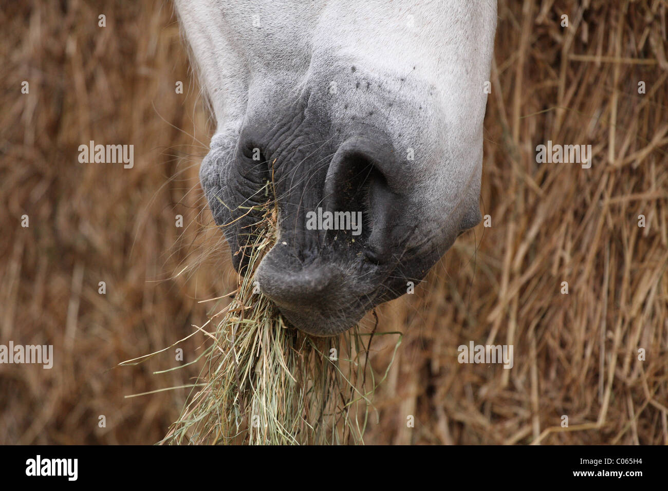 Roughages hi-res stock photography and images - Alamy