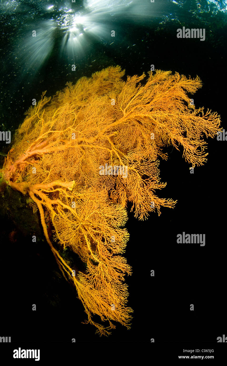 Yellow sea fan hi-res stock photography and images - Alamy