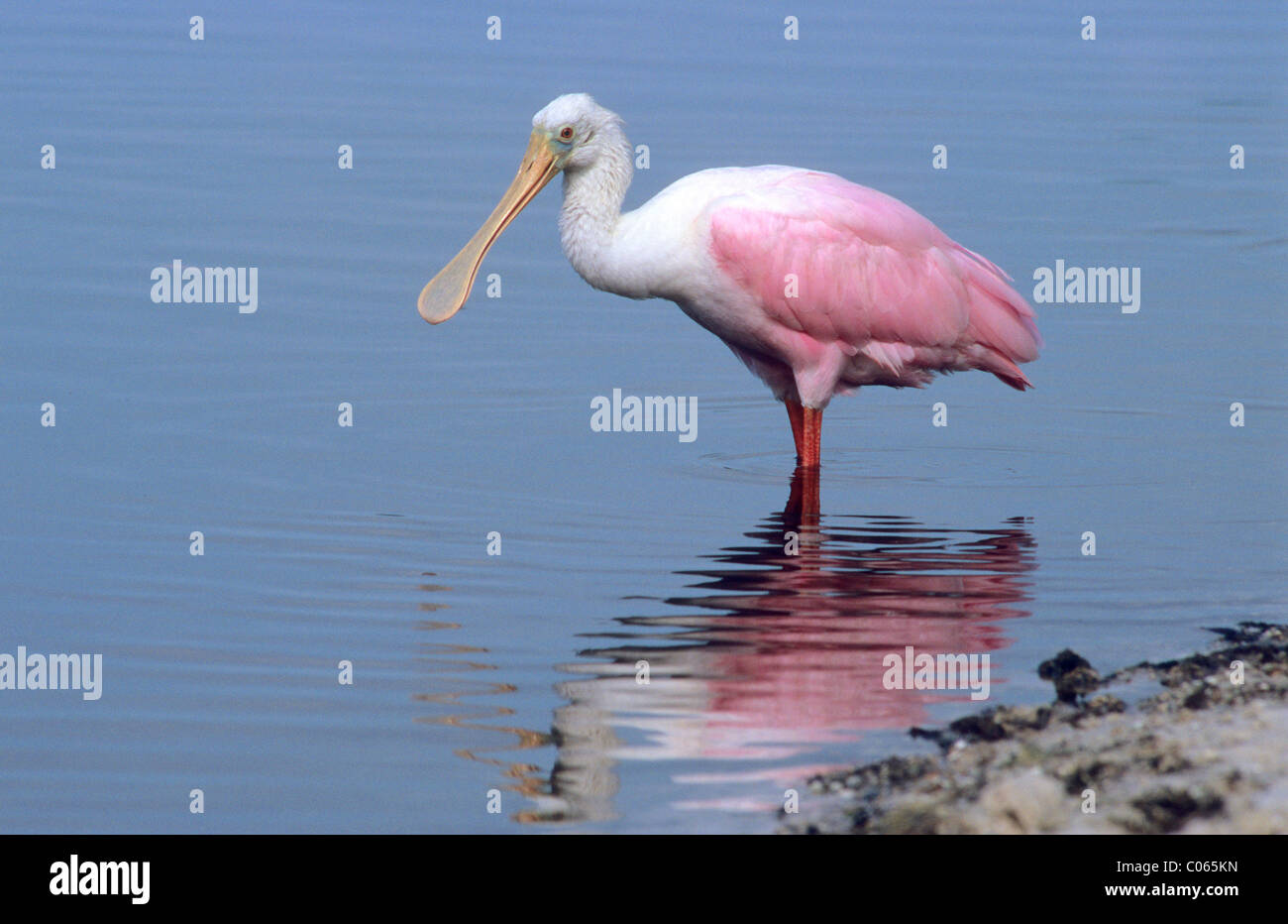 Roseate Spoonbill (Ajaia ajaia Stock Photo - Alamy