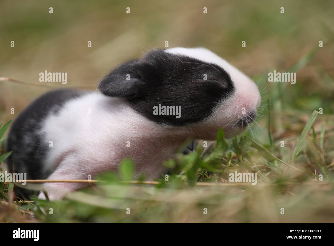 White baby bunny hi-res stock photography and images - Alamy