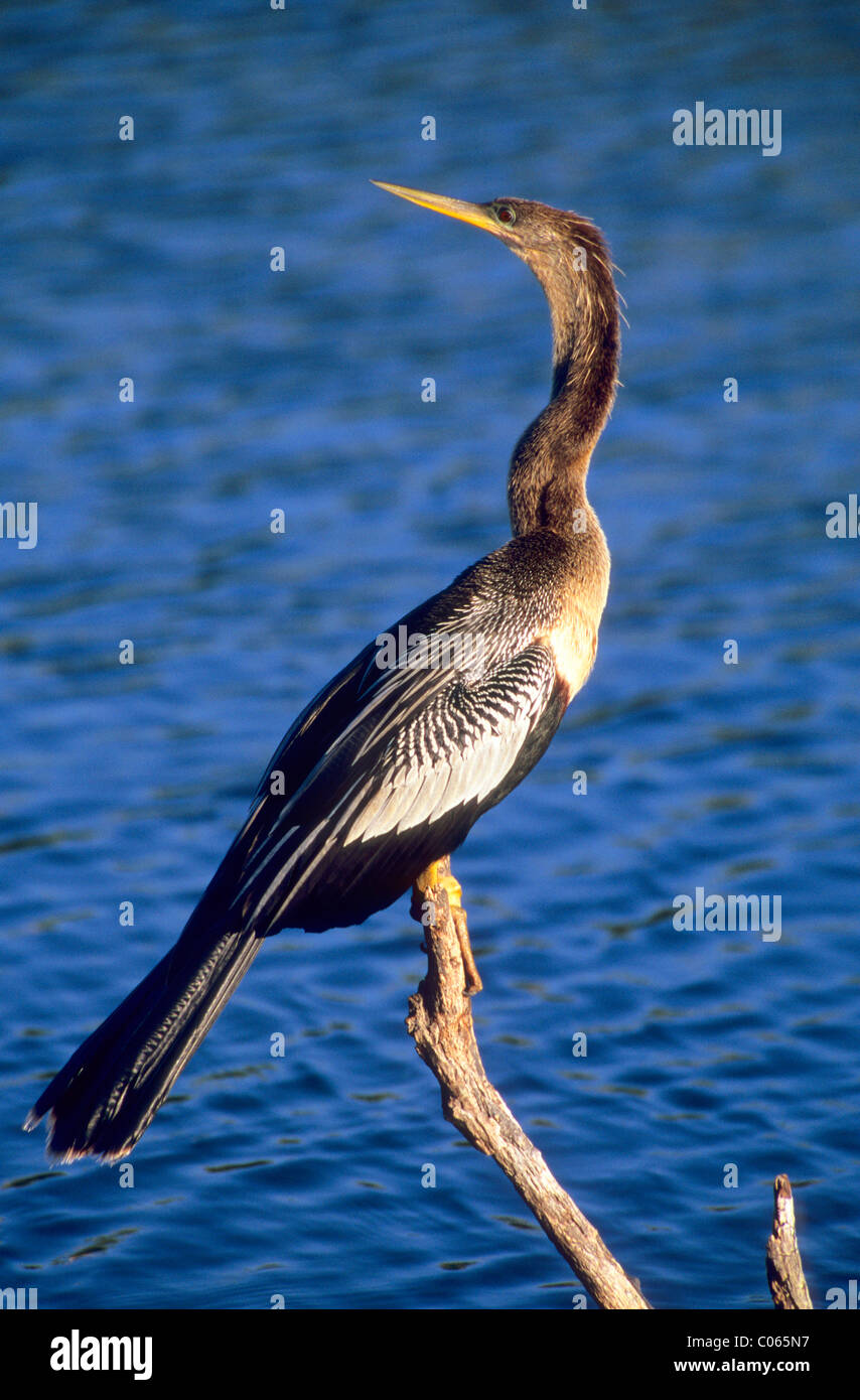 Snakebird darter hi-res stock photography and images - Alamy