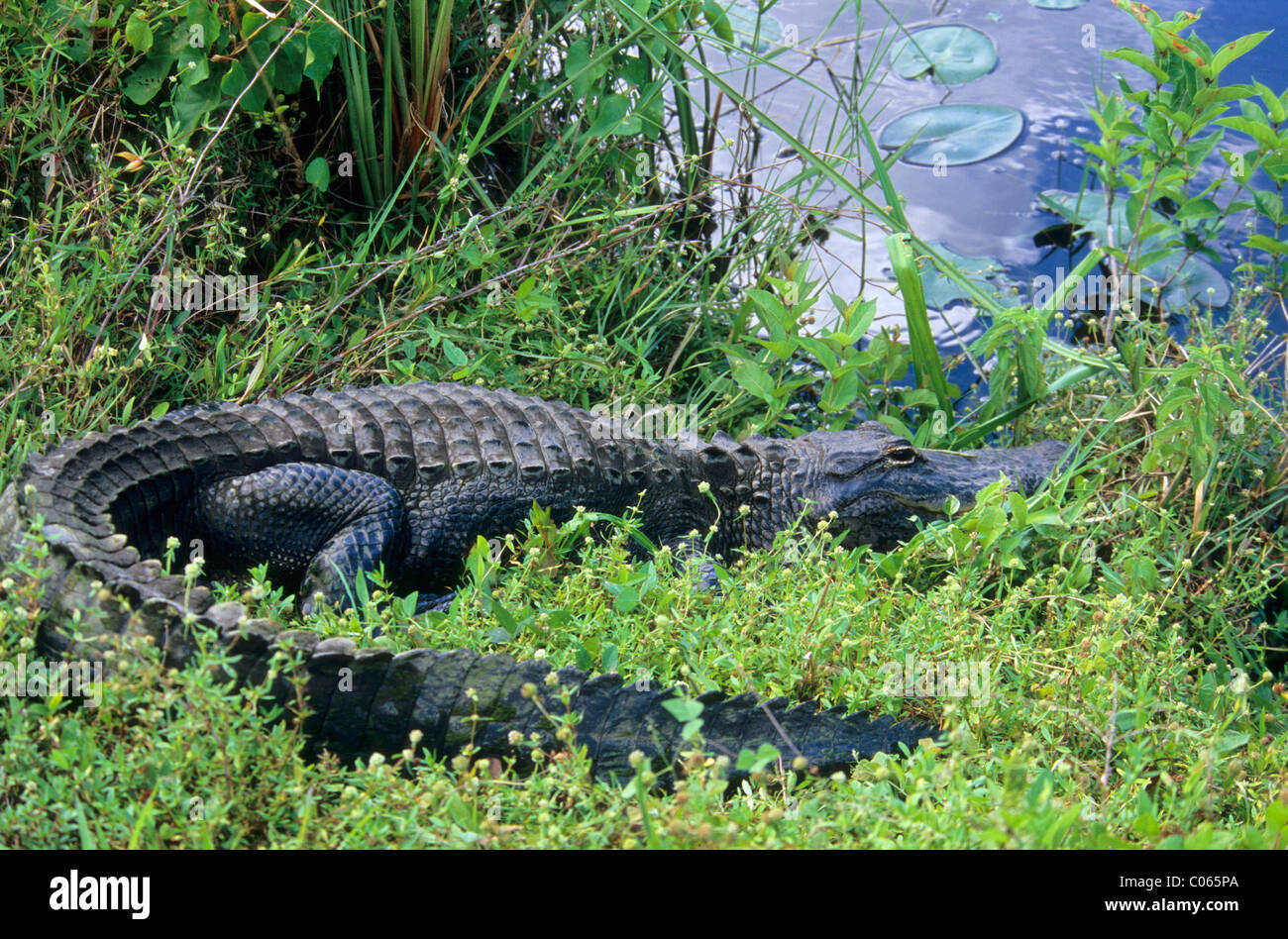 American Alligator (Alligator mississippiensis Stock Photo - Alamy