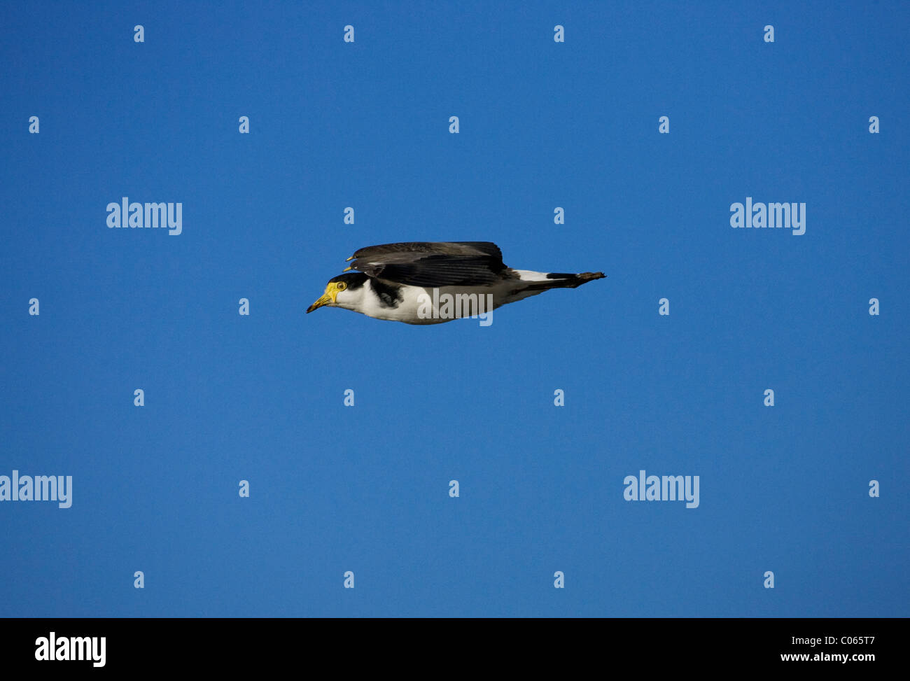 Masked lapwing Spur-winged plover ( Vanellus novaehollandiae Stock ...
