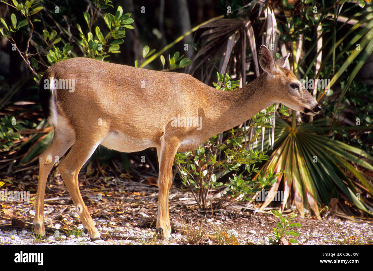 Key Deer (Odocoileus virginianus clavium Stock Photo - Alamy