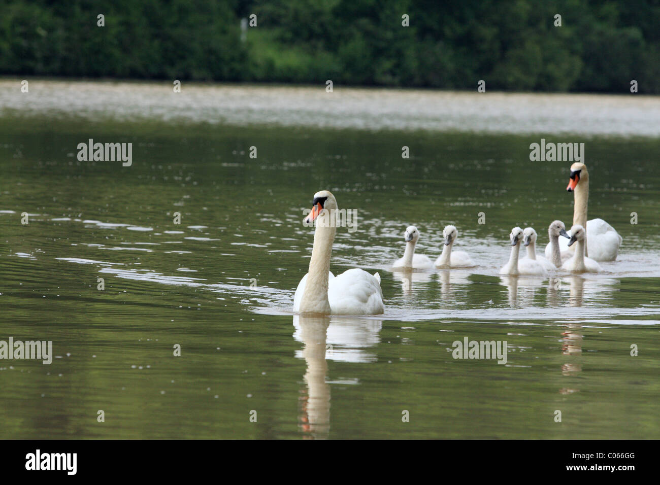 Swan and immature swan swimming hi-res stock photography and images - Alamy