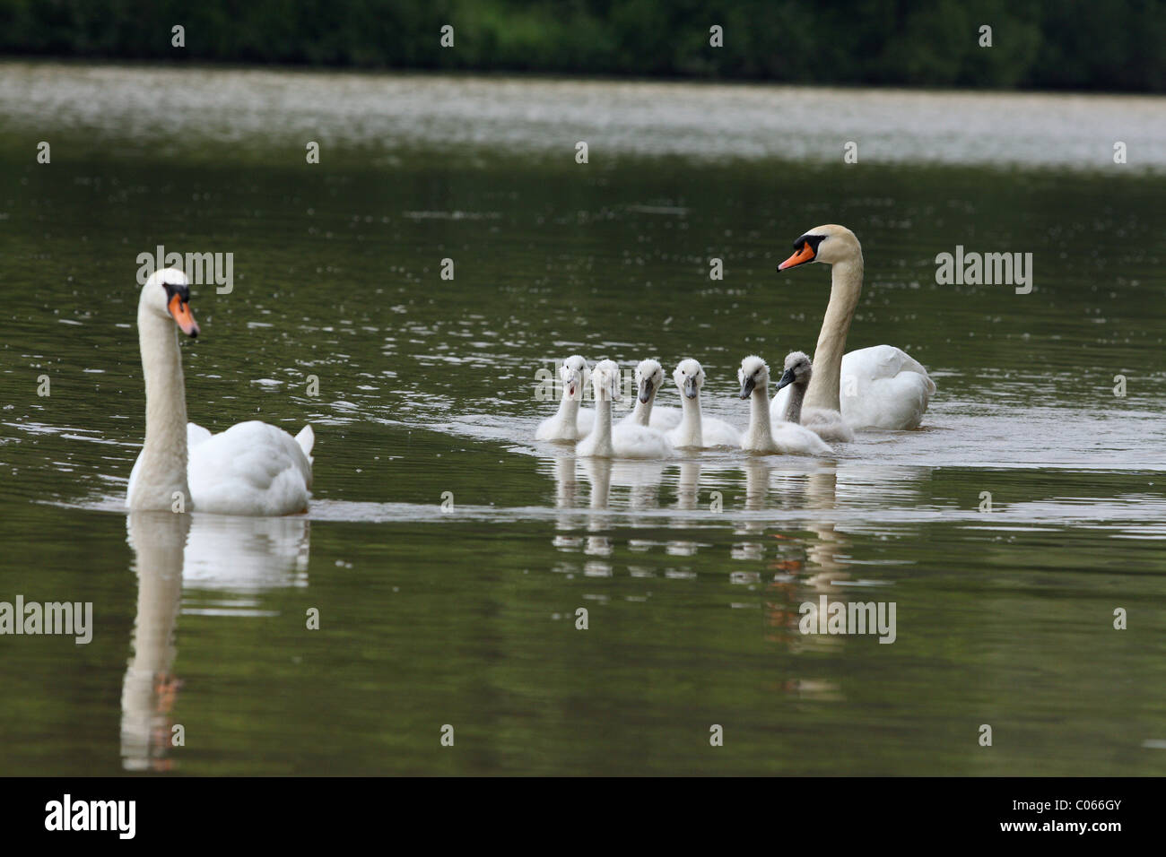 Several young white swans swimming hi-res stock photography and images ...