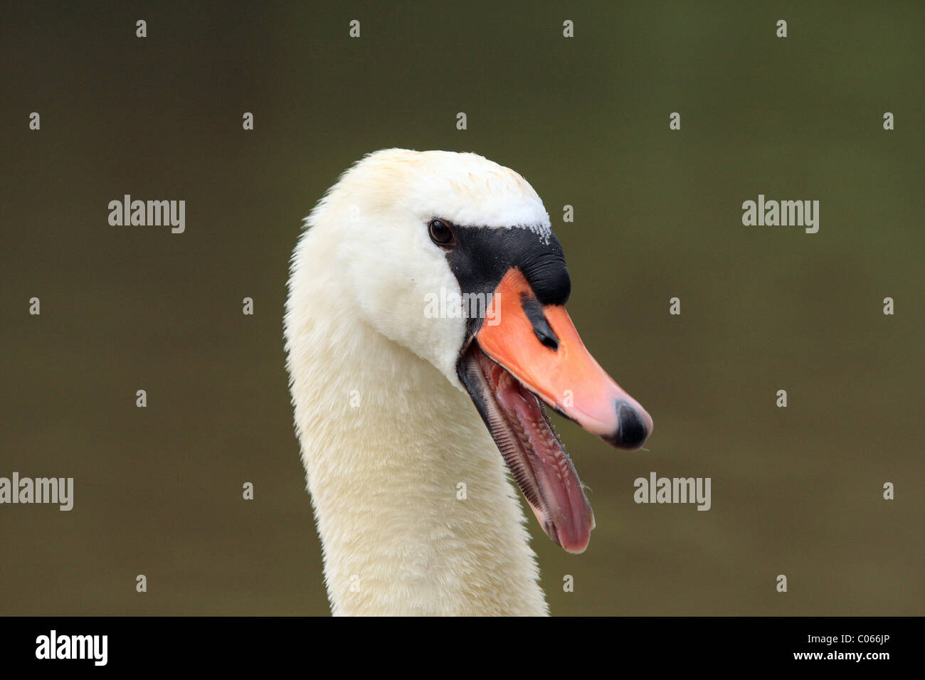 Mute swan portraits hi-res stock photography and images - Alamy