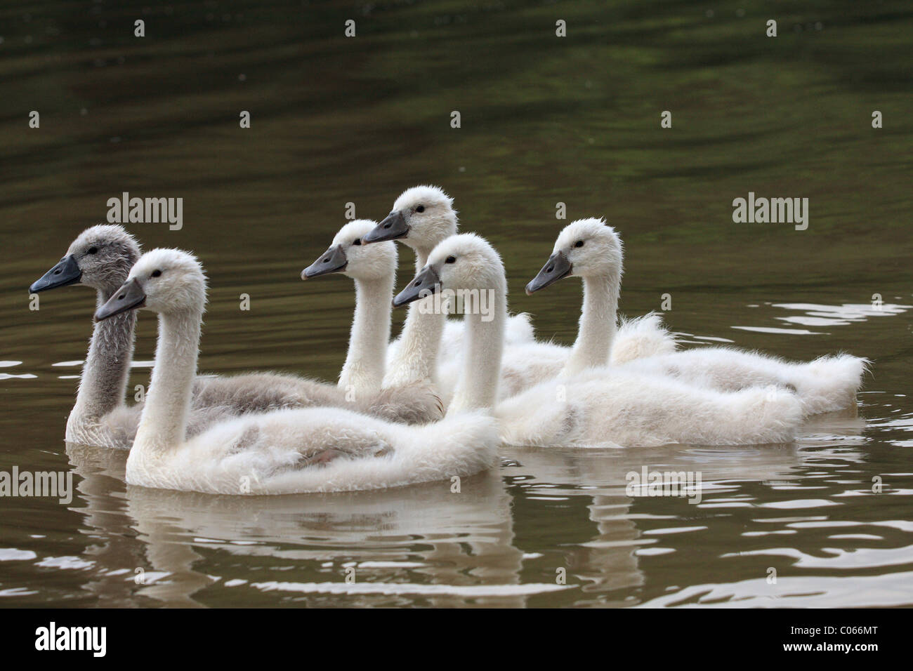 Fledgling swan hi-res stock photography and images - Alamy