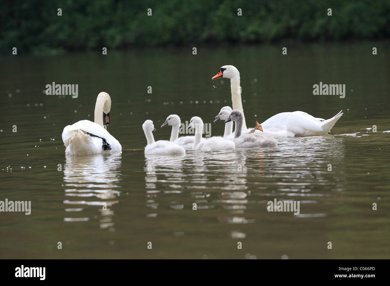 Swan hatchlings hi-res stock photography and images - Alamy