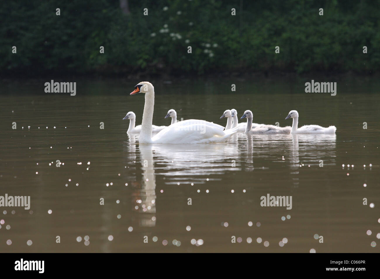 Several young white swans swimming hi-res stock photography and images ...