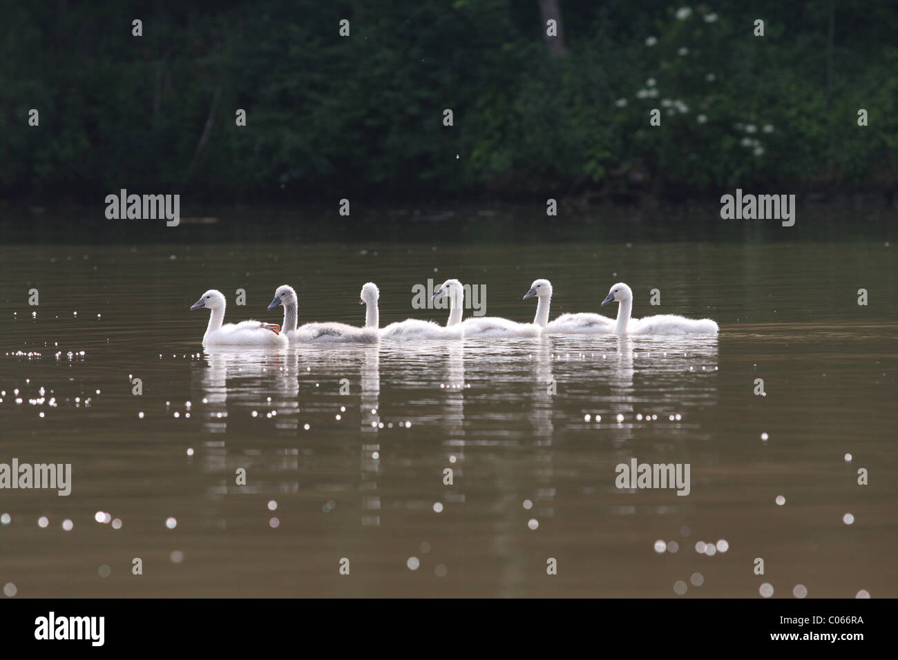 Fledgling swan hi-res stock photography and images - Alamy