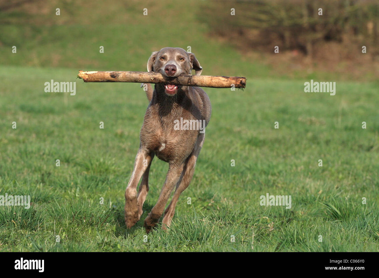 Weimaraner dog ball mouth hi-res stock photography and images - Alamy