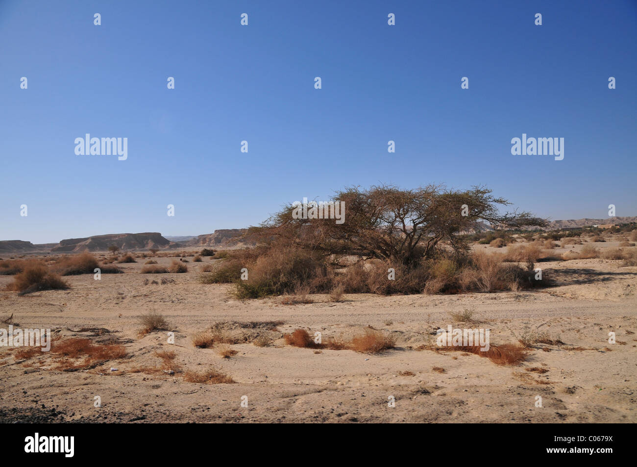 Israel, Arava Desert, a lone Acacia tree Stock Photo - Alamy