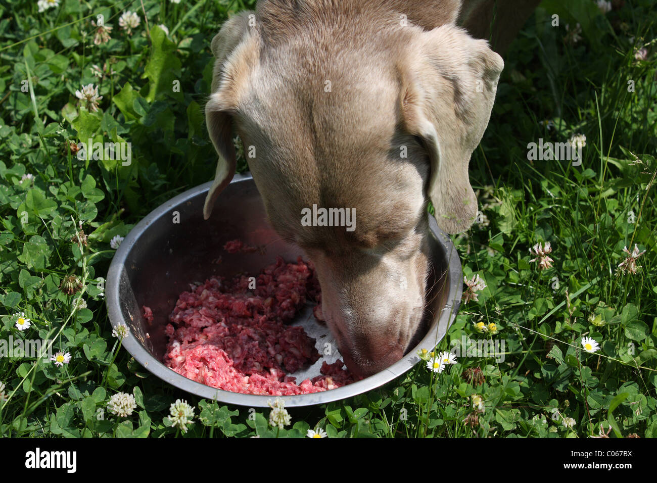 Dog eating raw meat hi-res stock photography and images - Alamy