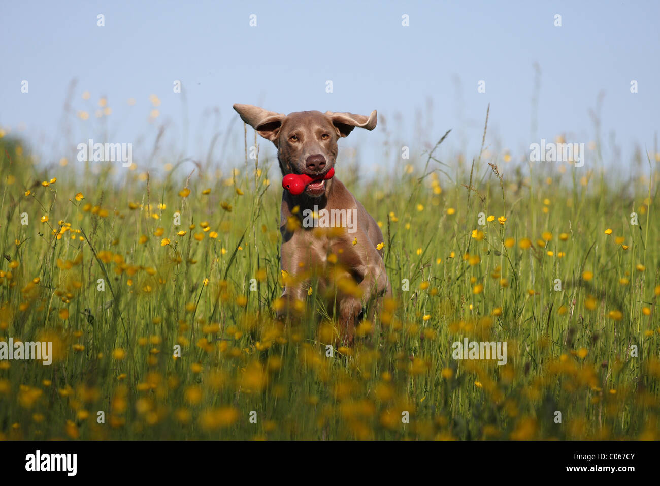Running outdoors and bones hi-res stock photography and images - Alamy