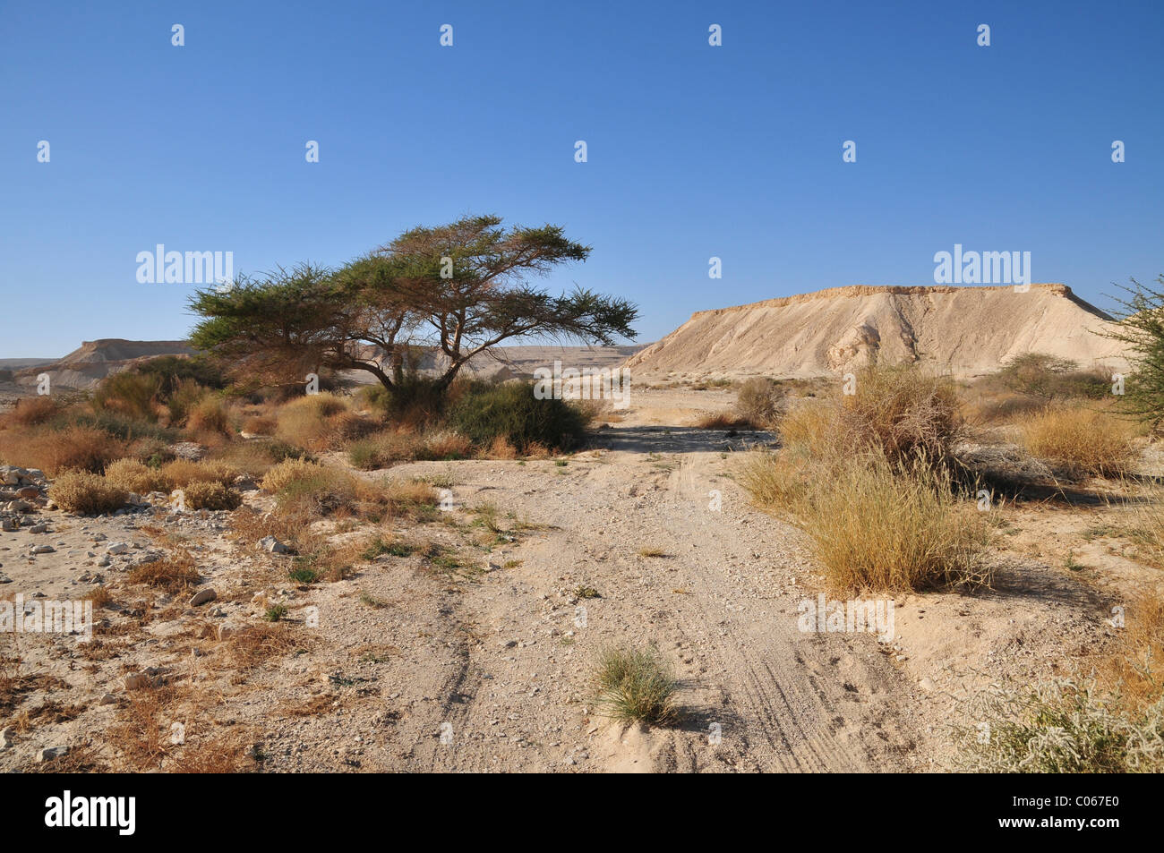 Israel, Arava Desert, a lone Acacia tree Stock Photo - Alamy