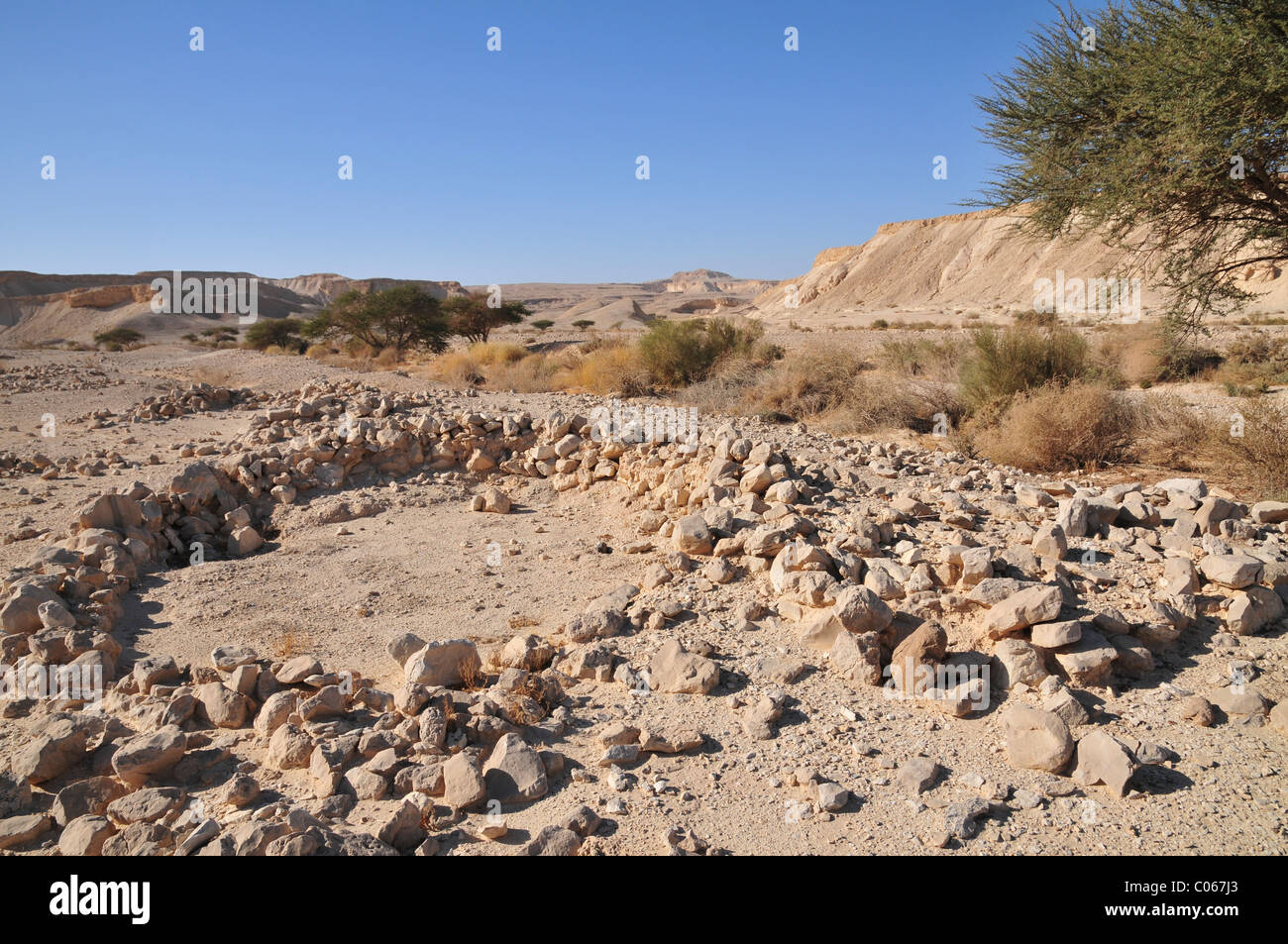 Israel, Arava Desert, a lone Acacia tree Stock Photo - Alamy