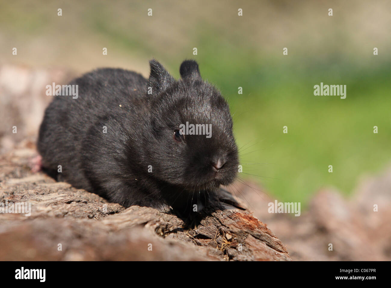 Tree Stump Rabbit High Resolution Stock Photography and Images - Alamy