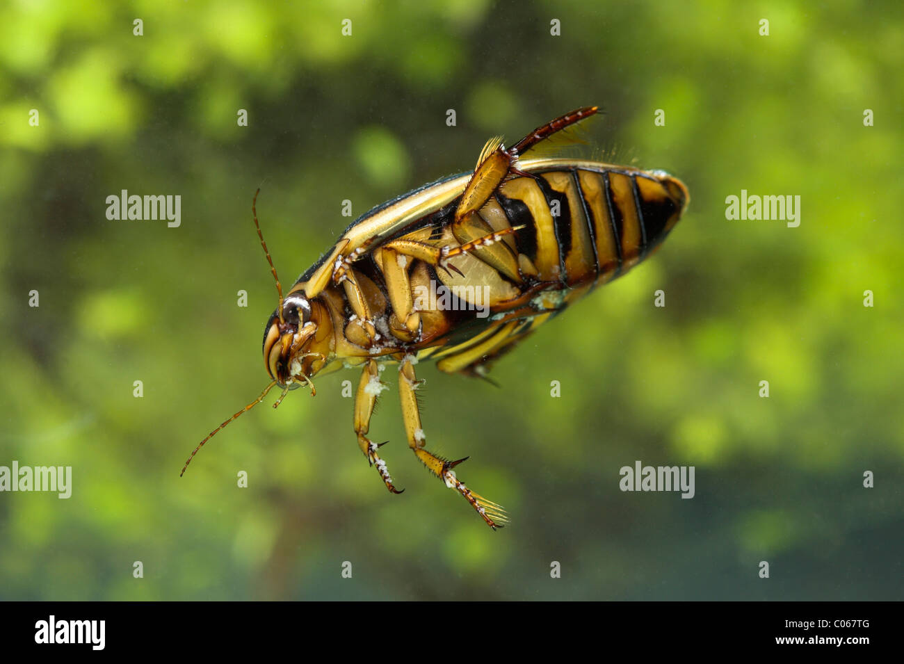 Great diving beetle , Dytiscus marginalis, UK Stock Photo - Alamy