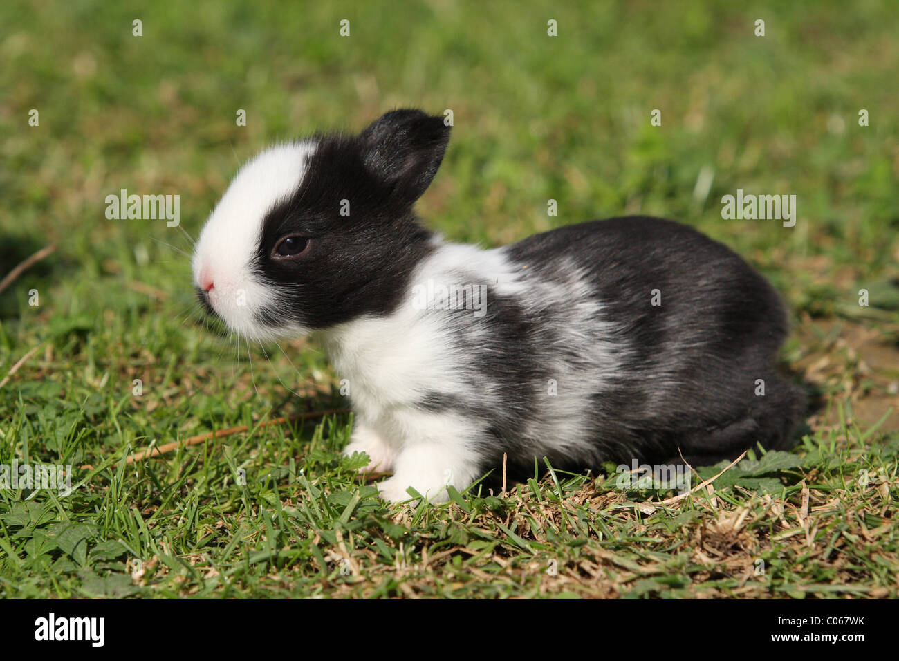 Piebald bunny hi-res stock photography and images - Alamy