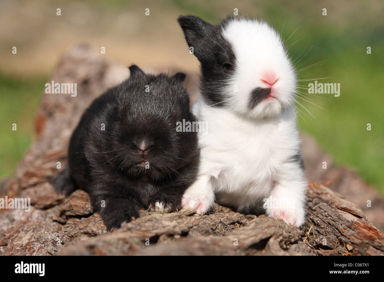 Two white bunny rabbits hi-res stock photography and images - Alamy