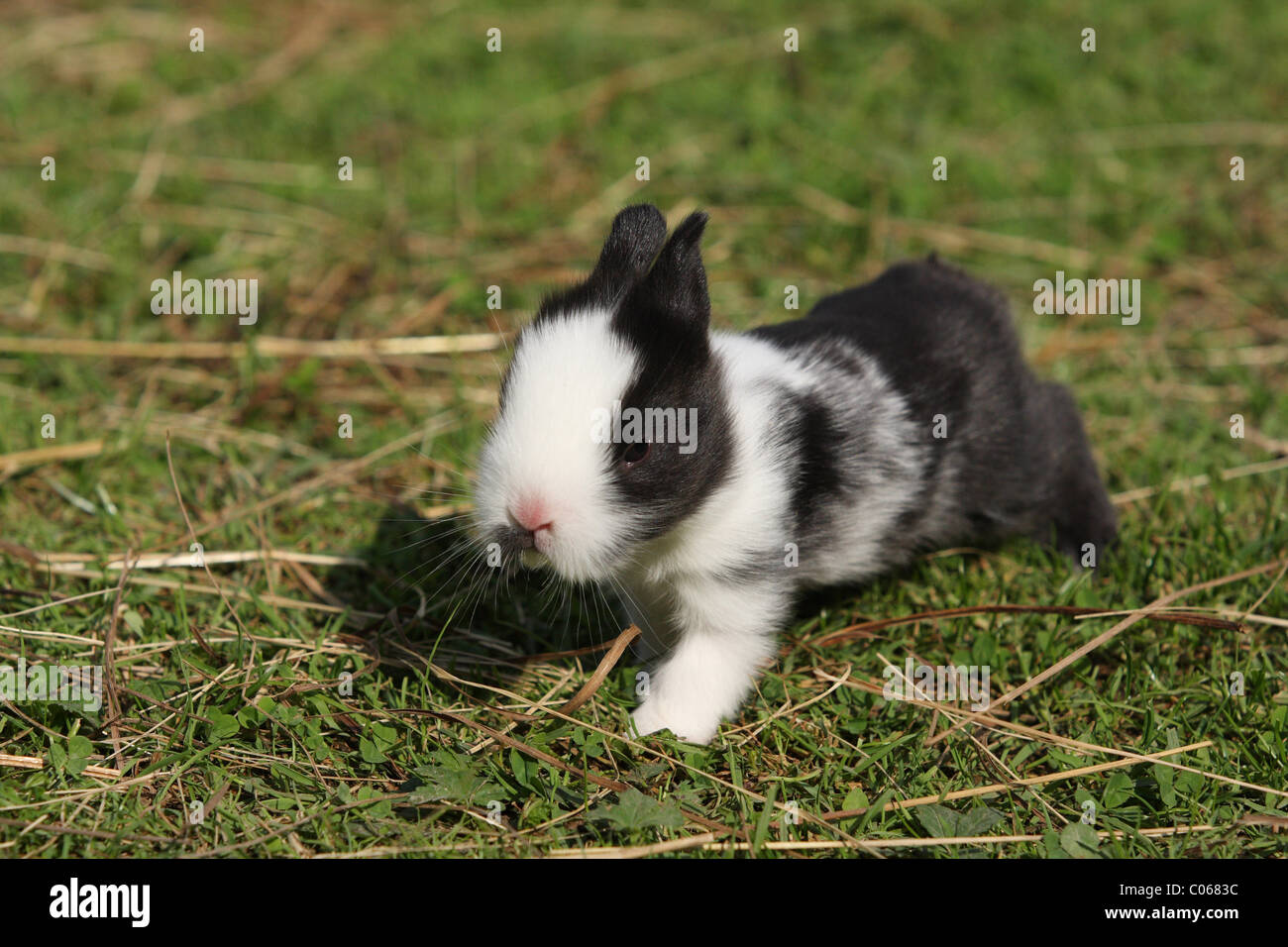 Baby rabbits hi-res stock photography and images - Alamy