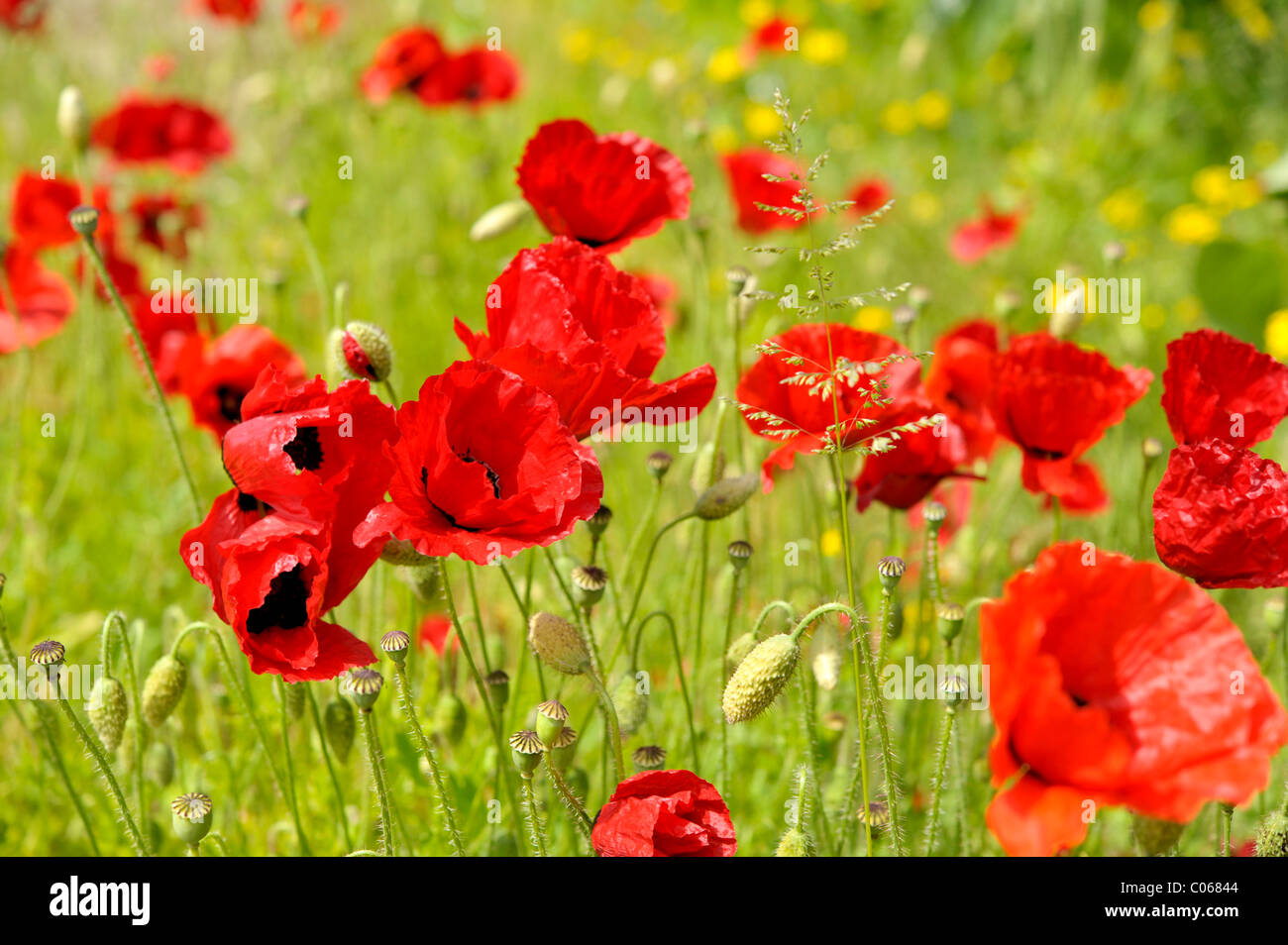 Poppy flowers (Papaver Stock Photo - Alamy