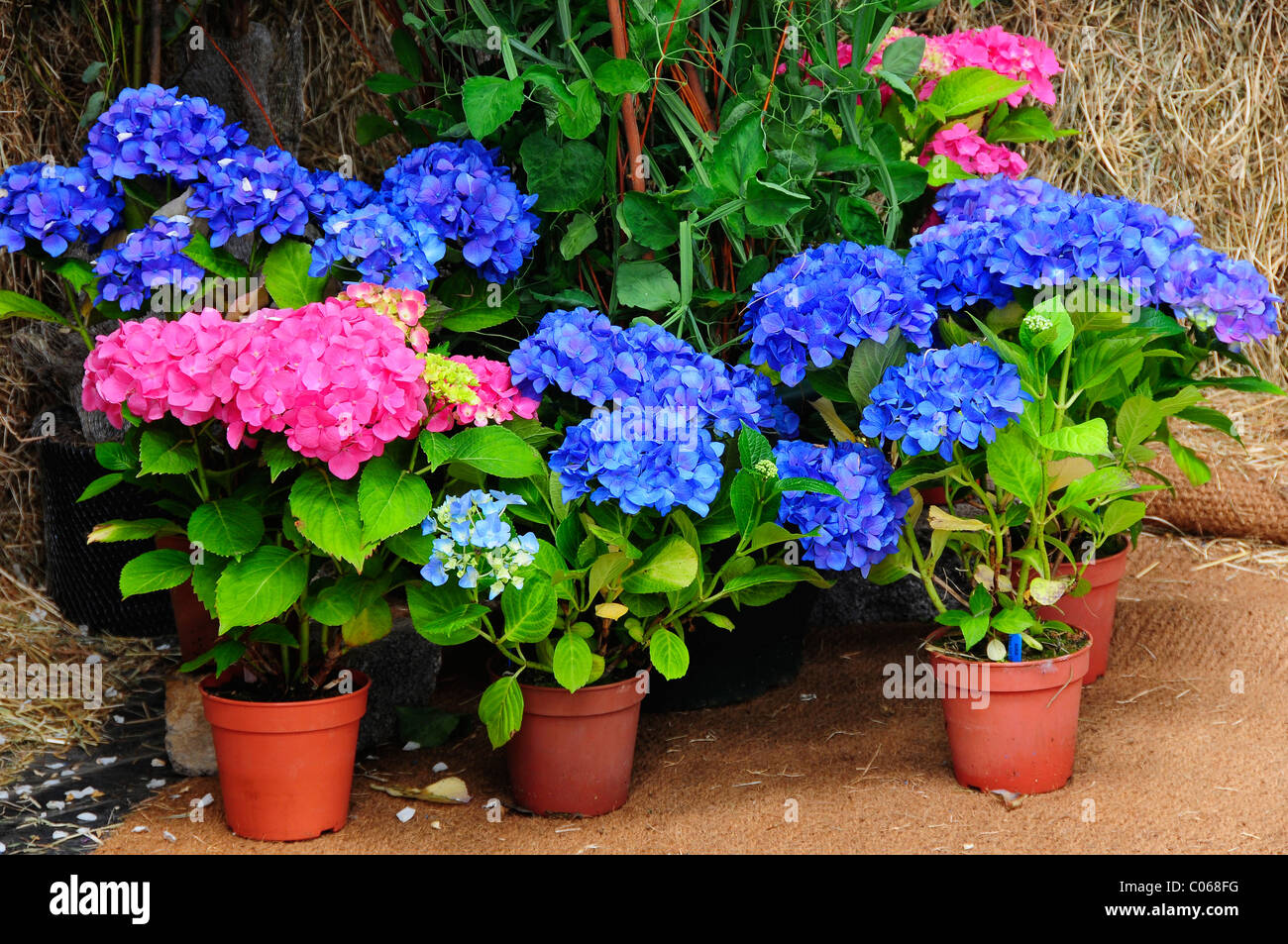 Blue and pink hydrangeas in terra cotta pots. Dorset, UK June 2009 ...