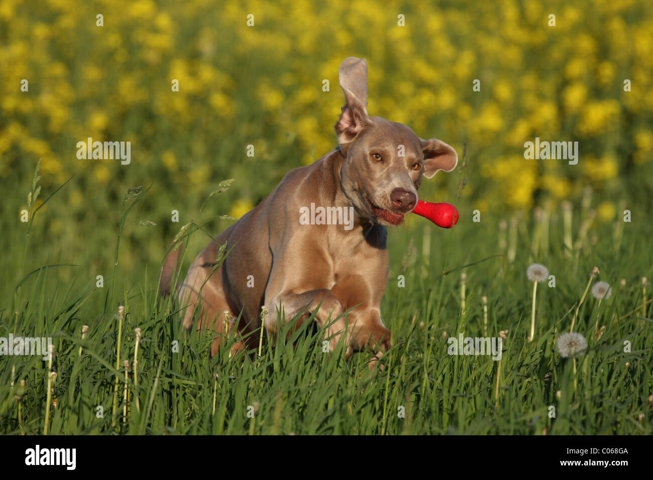 Running outdoors and bones hi-res stock photography and images - Alamy