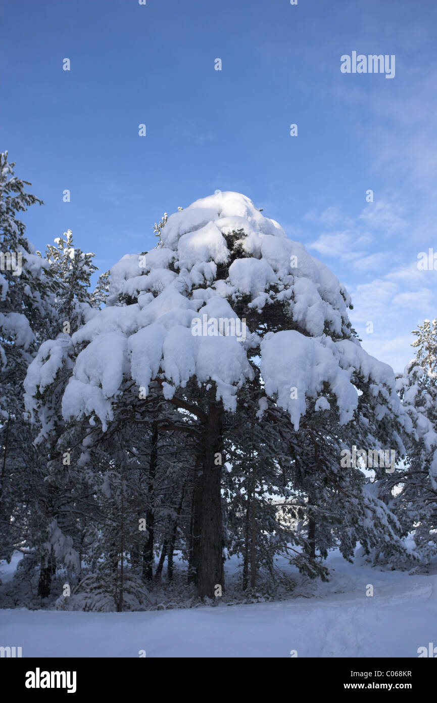 Scots Caledonian pine, Pinus sylvestris, tree covered with snow ...