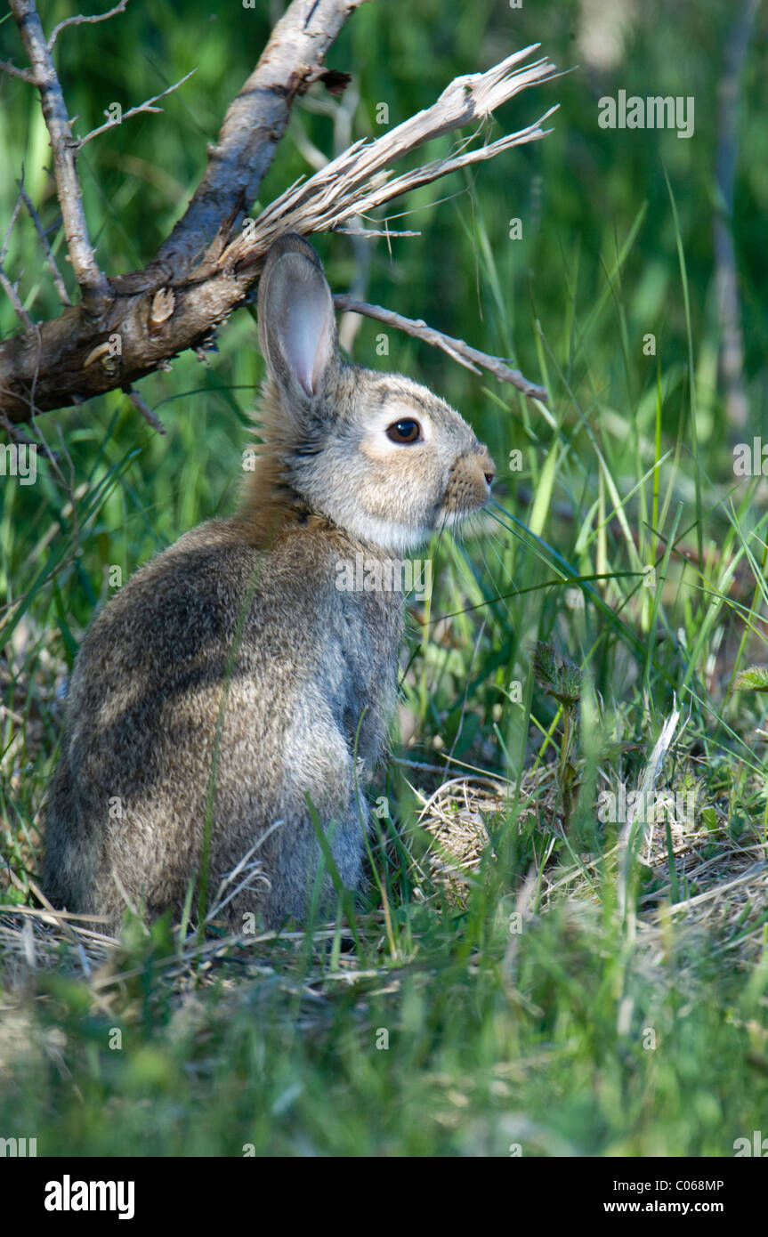 European rabbit (Oryctolagus cuniculus Stock Photo - Alamy