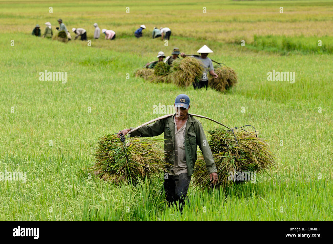 Harvesting rice hi-res stock photography and images - Alamy