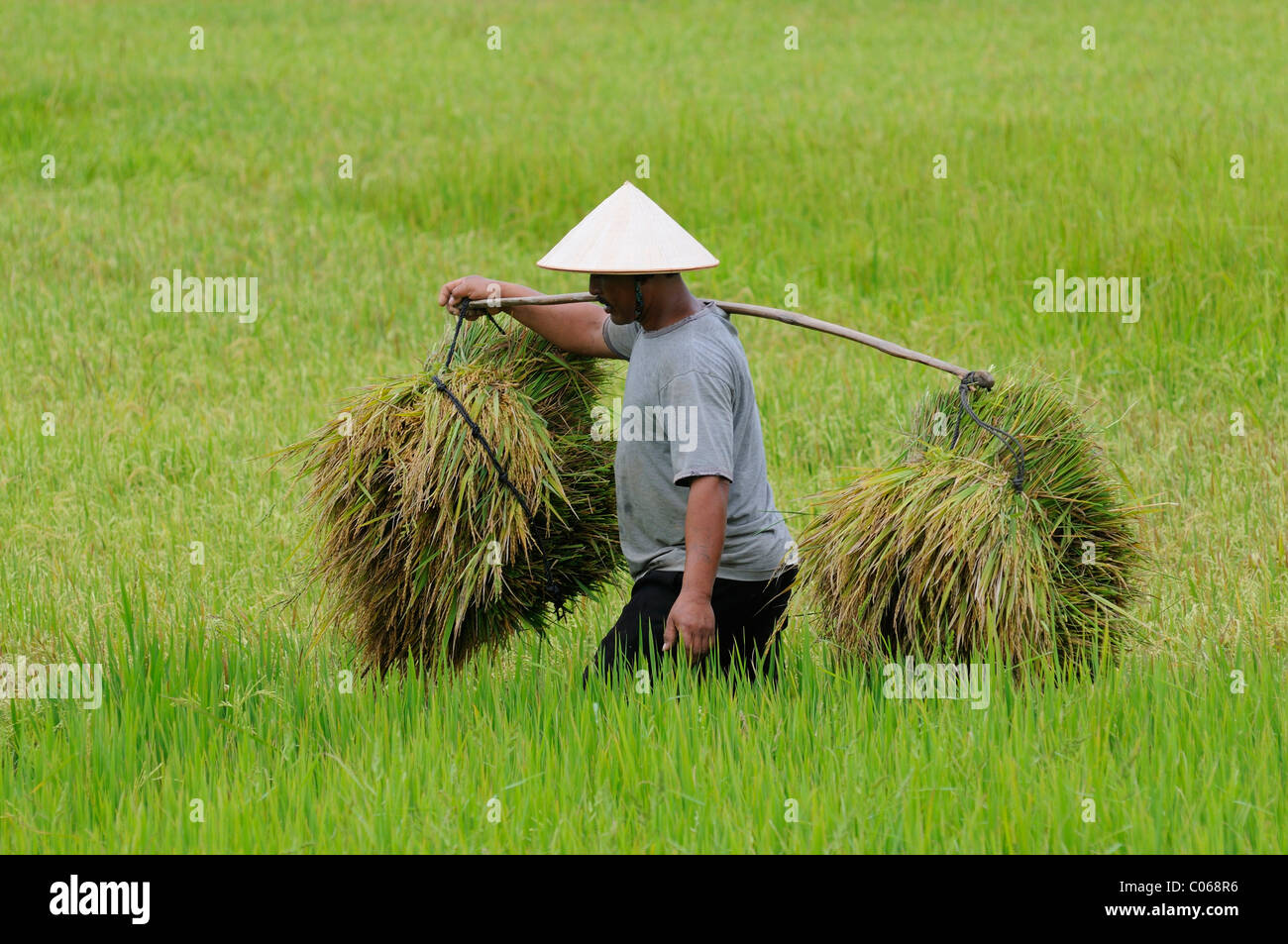 Harvesting rice hi-res stock photography and images - Alamy