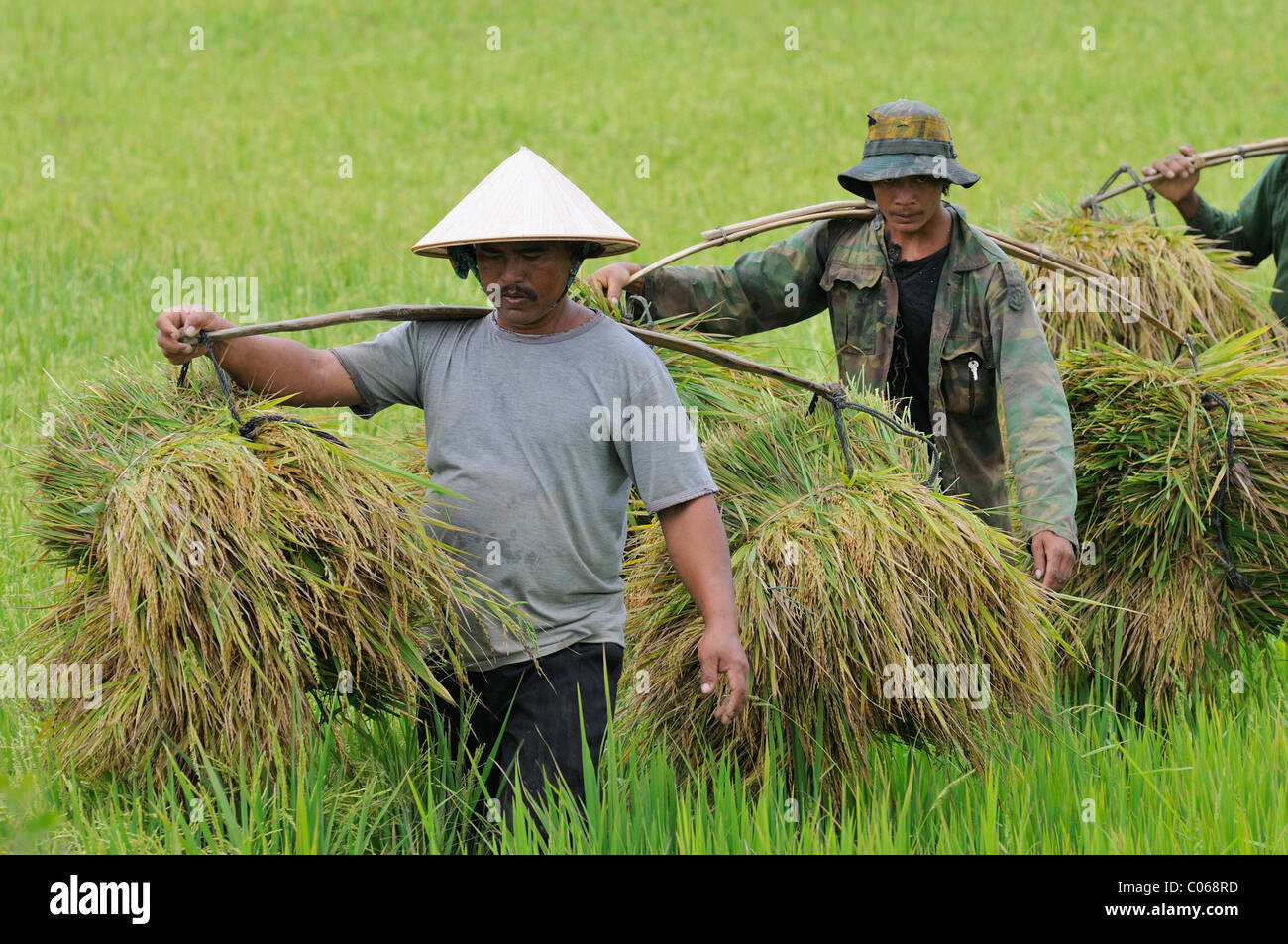 Harvesting rice hi-res stock photography and images - Alamy