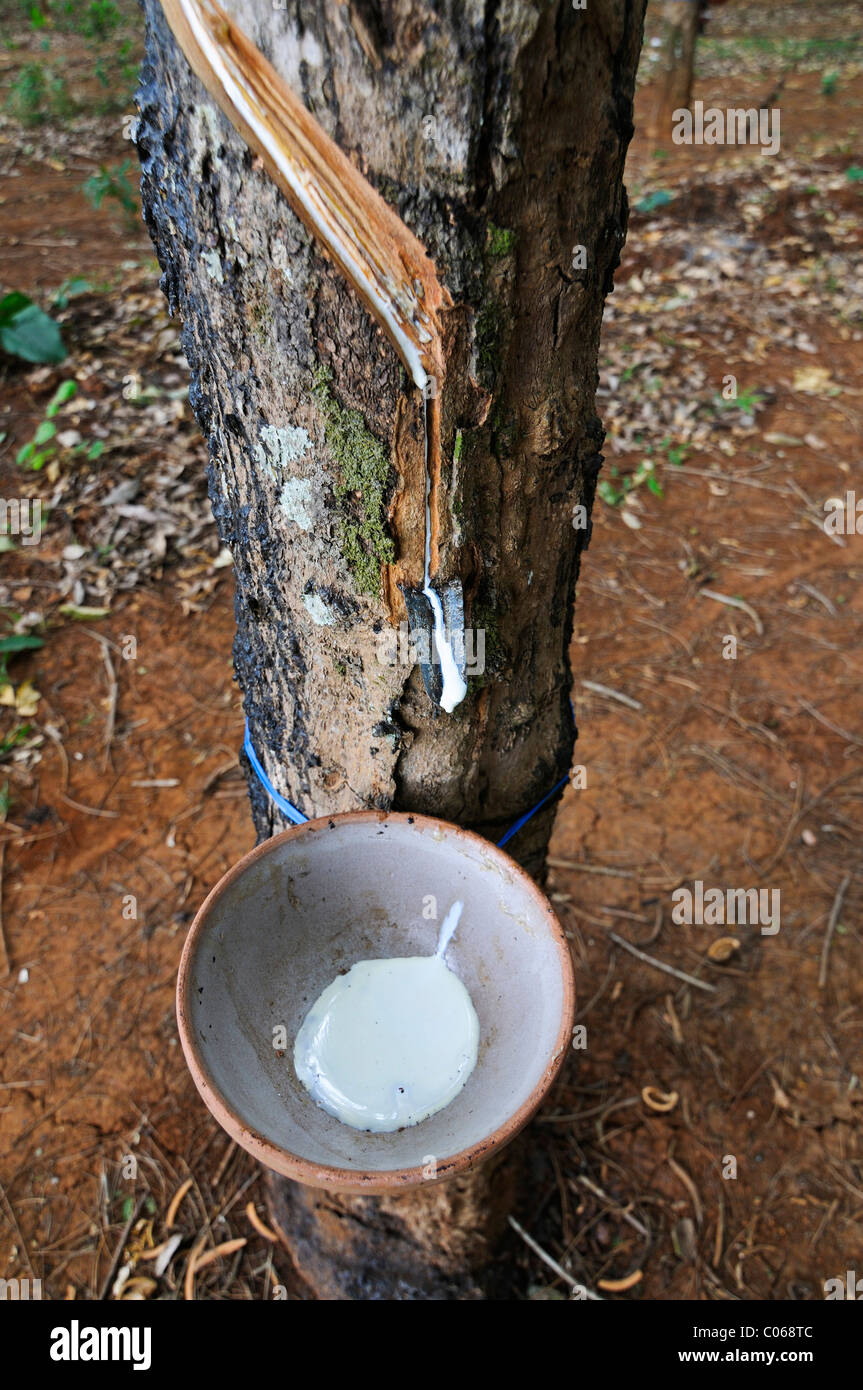 Rubber Plantation Vietnam Asia High Resolution Stock Photography and ...